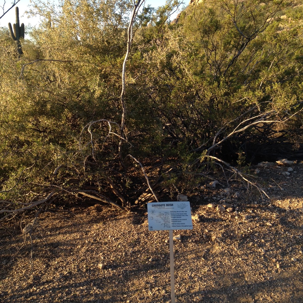Creosote Bush-Troon Native Plant • Sibbach.com