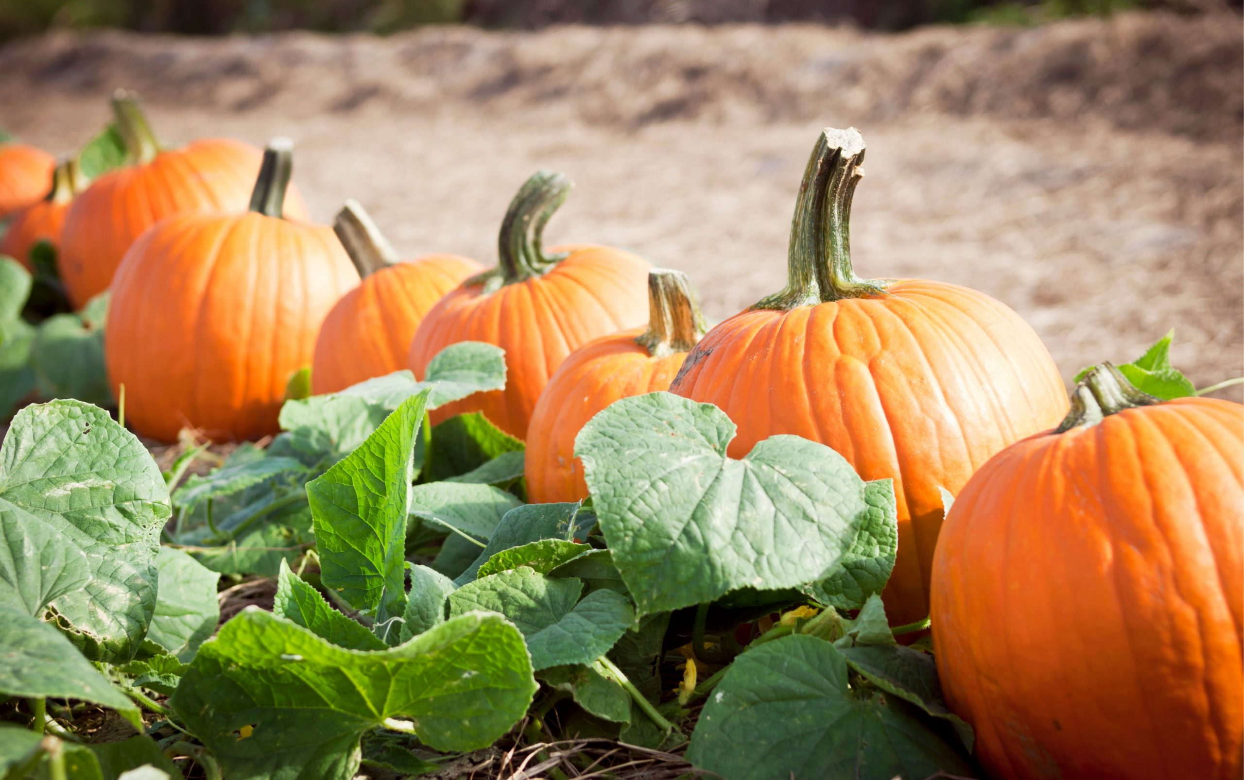 2020 Guide to Pumpkin Picking • Sibbach.com
